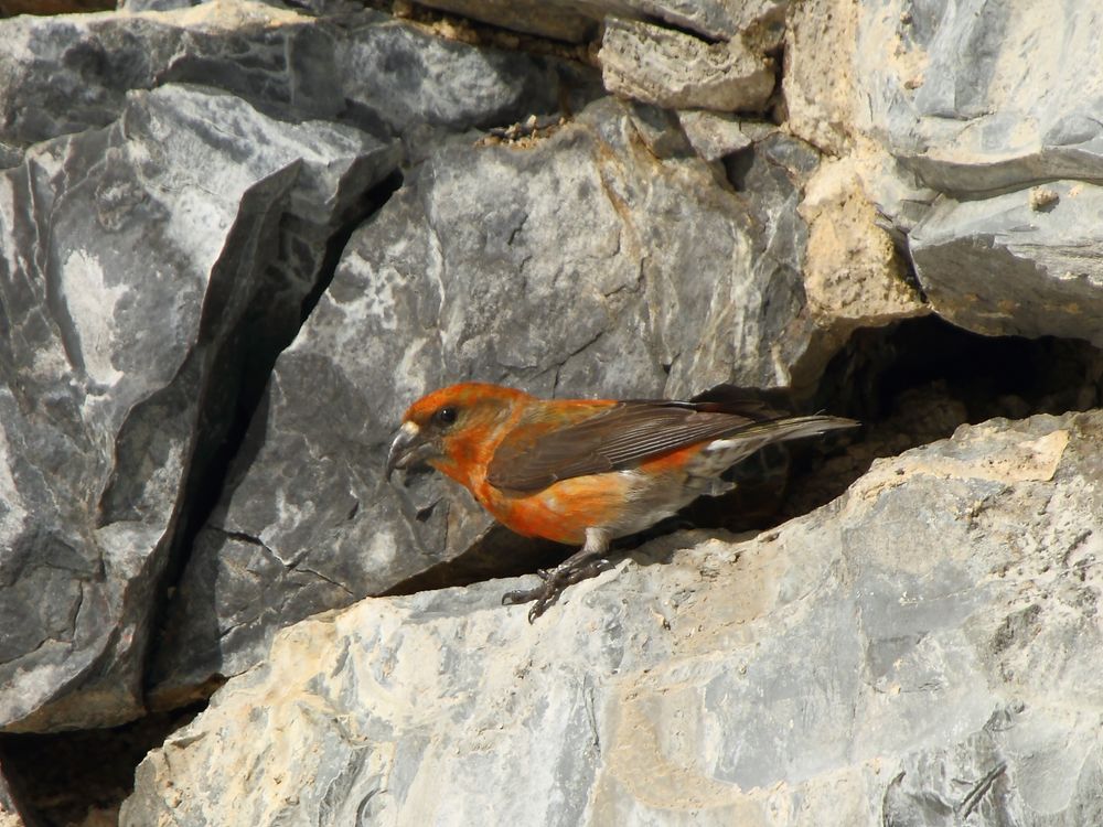 AVES DEL CIELO - BIRDS OF HEAVEN: NAVARRO PIRINEO BIRD (SPAIN)-AVES DEL ...